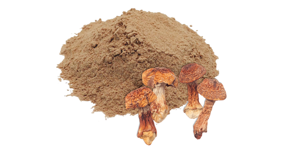 HONGO DEL SOL - 500 GR